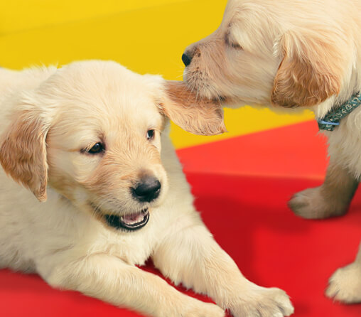 Pups Playhouse – A Place of Recreation and Relaxation for Dogs