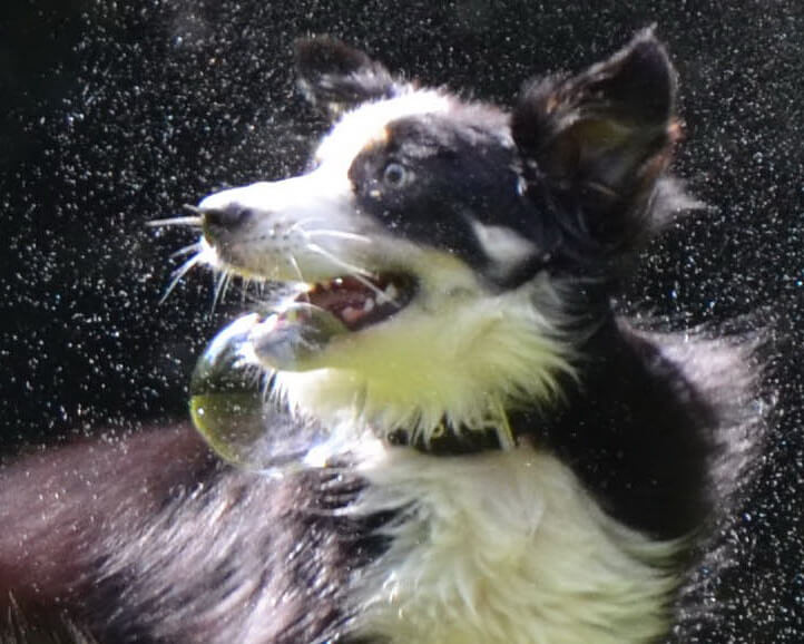 Pups Playhouse – A Place of Recreation and Relaxation for Dogs