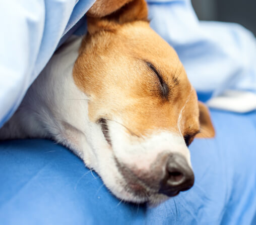 Pups Playhouse – A Place of Recreation and Relaxation for Dogs