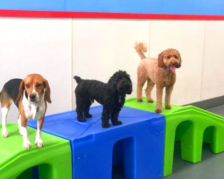 Pups Playhouse – A Place of Recreation and Relaxation for Dogs