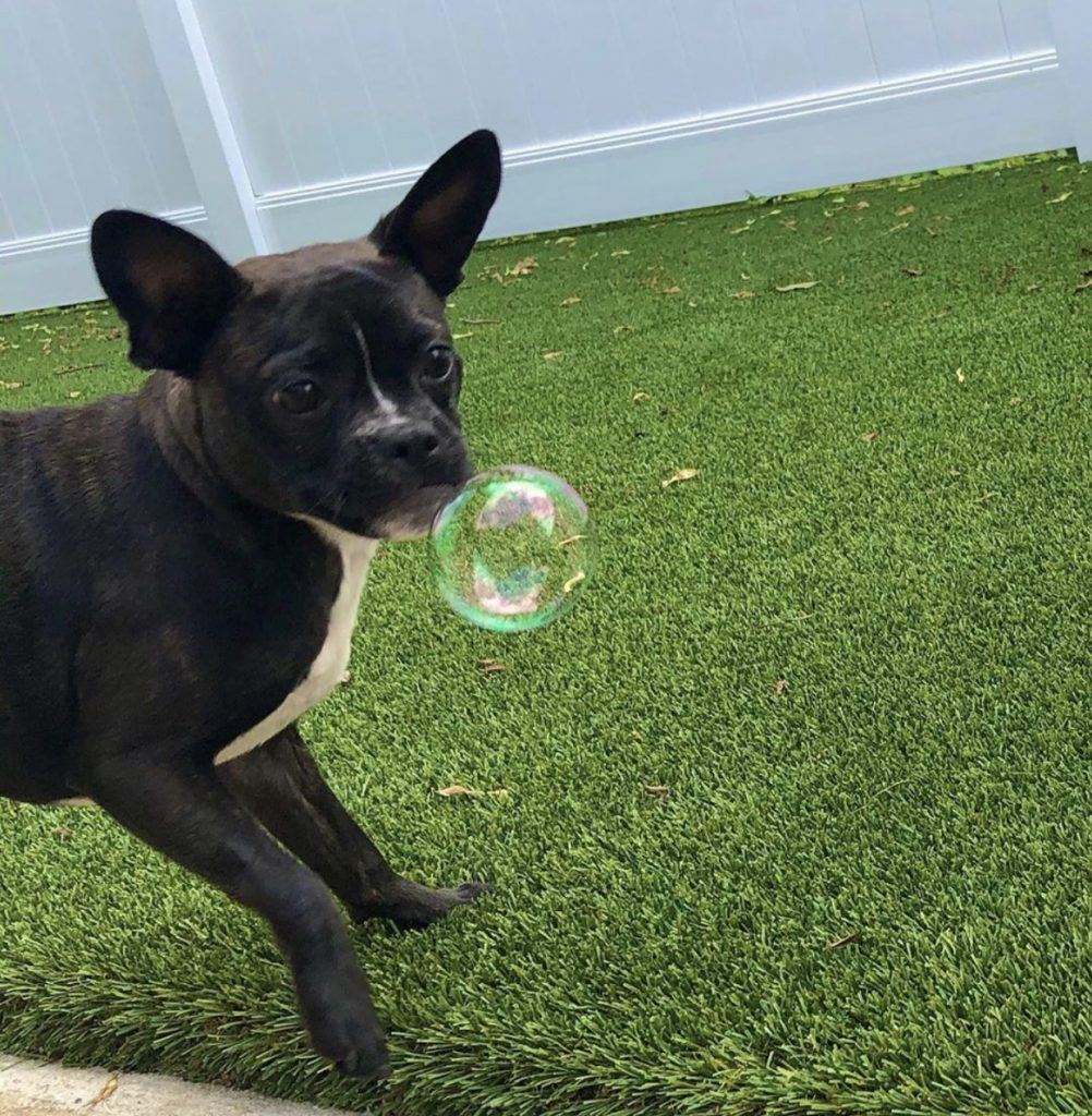 Pups Playhouse – A Place of Recreation and Relaxation for Dogs